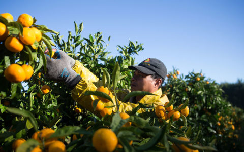 Our produce and sales – T&G Global