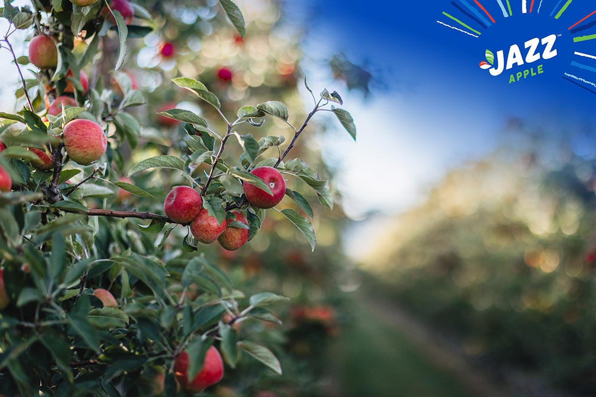 T&G launches new global premium apple variety | T&G Global