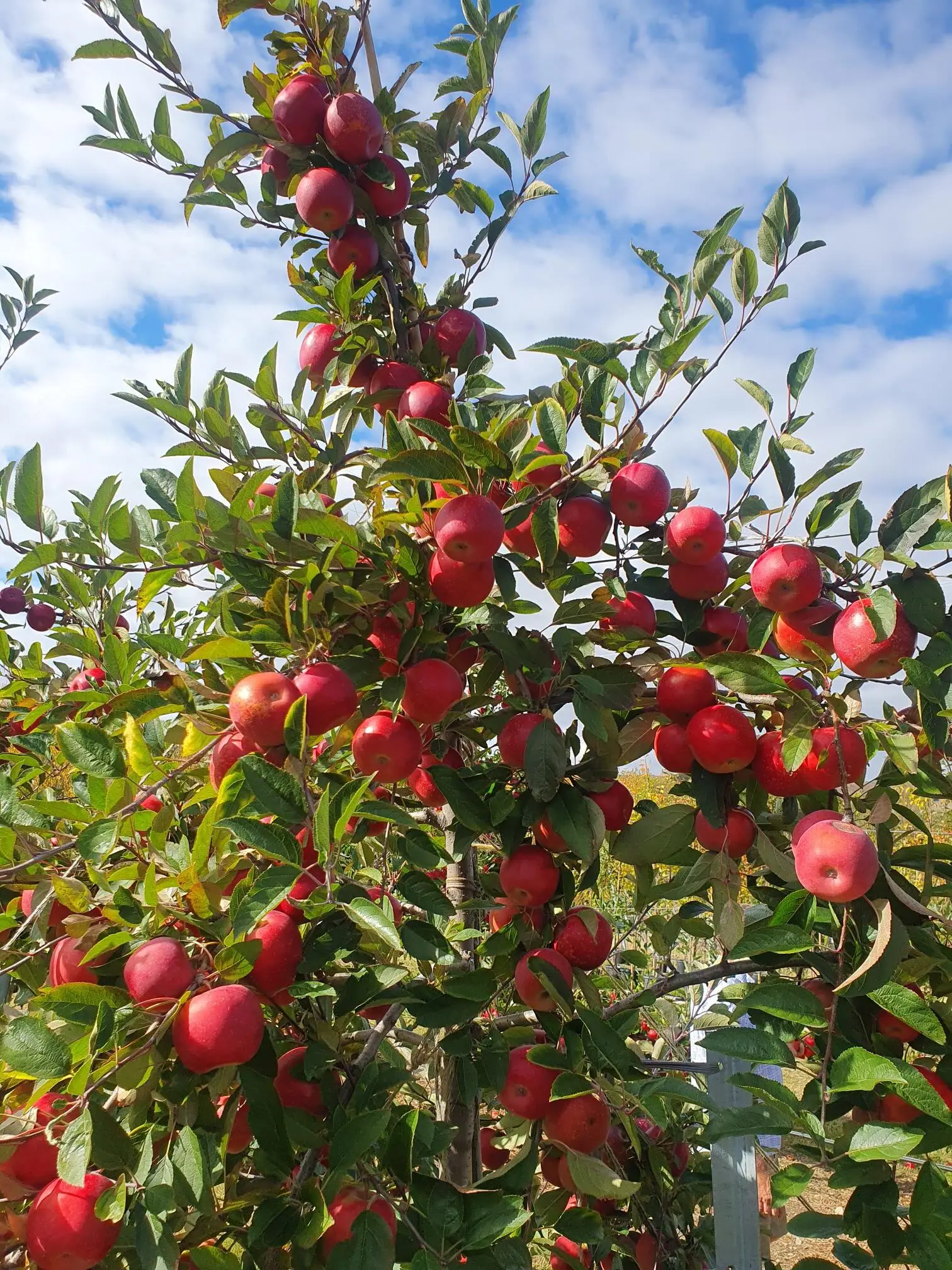 Planting begins for new Joli™ apple commercial growing pilot – T&G Global