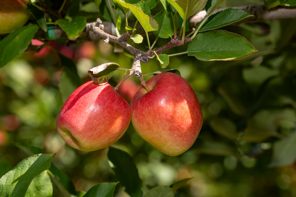 T&G’s premium ENVY™ apple becomes New Zealand’s first billion-dollar ...