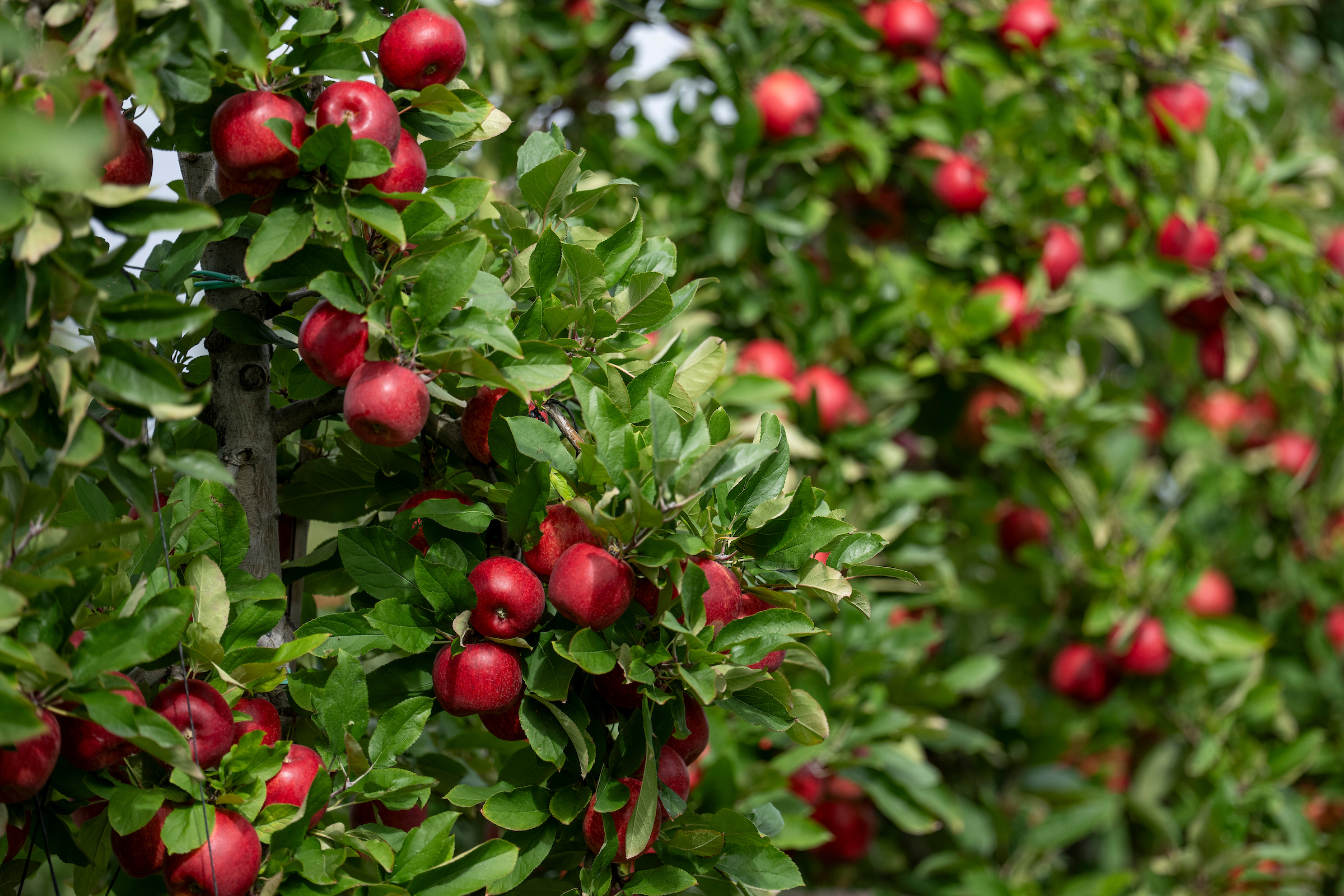 T&G Global in advanced discussions to divest its New Zealand fresh ...